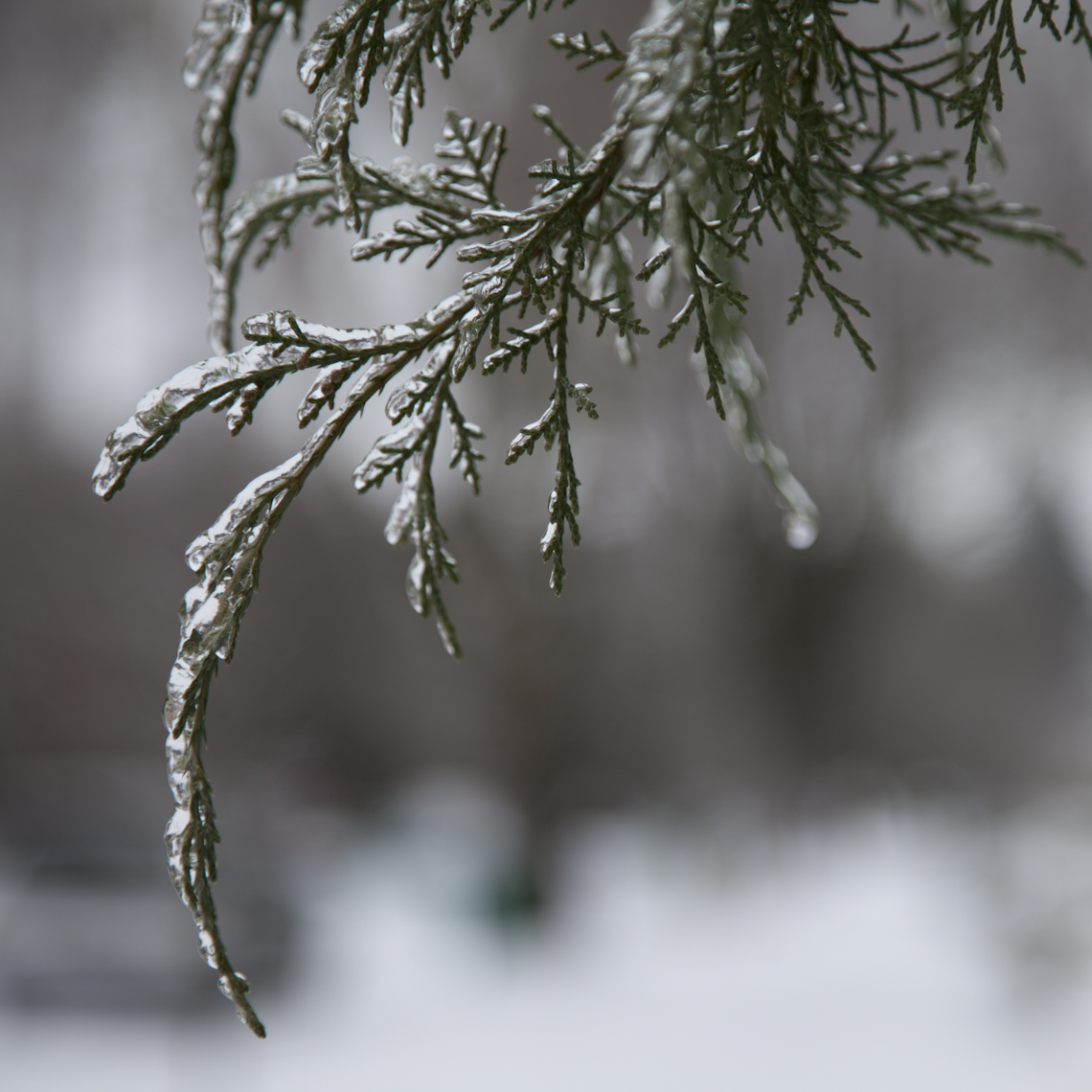 Snow Days | Roux 44